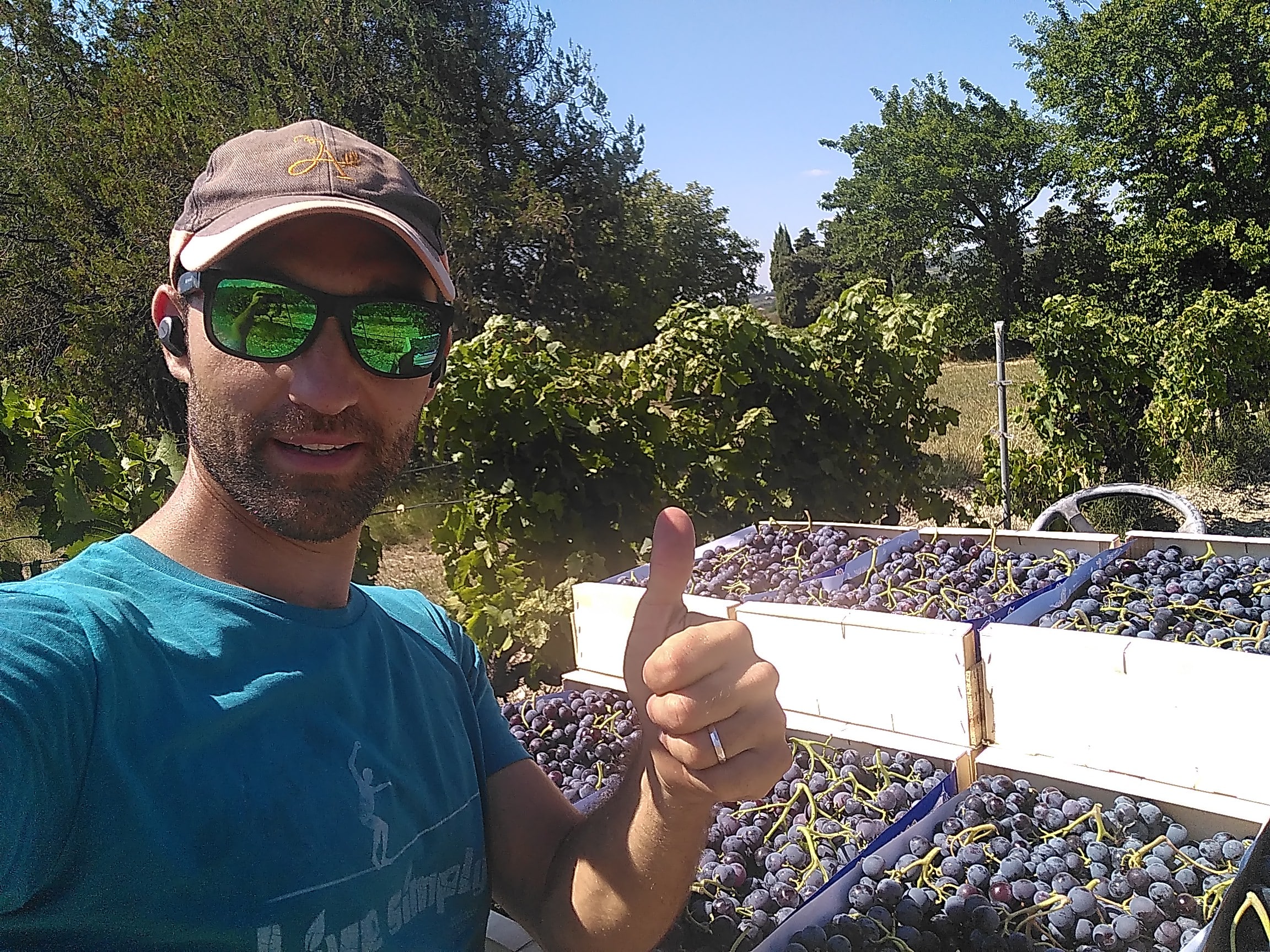 La saison de raisin de table est lancée ! Avis aux amateurs… – La Ferme ...